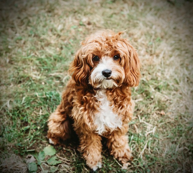 Breed Education and Facts – Treasured Cavaliers of the Pacific Northwest