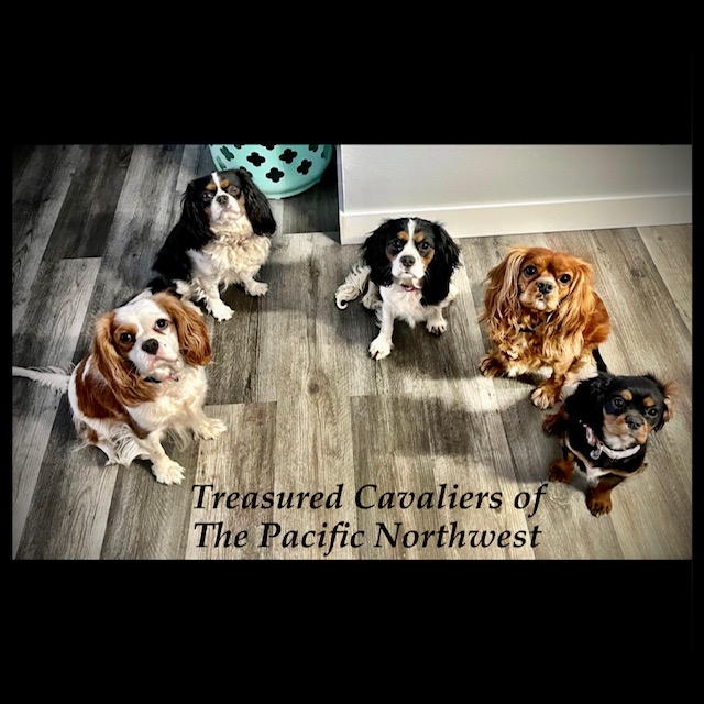 Breed Education and Facts – Treasured Cavaliers of the Pacific Northwest