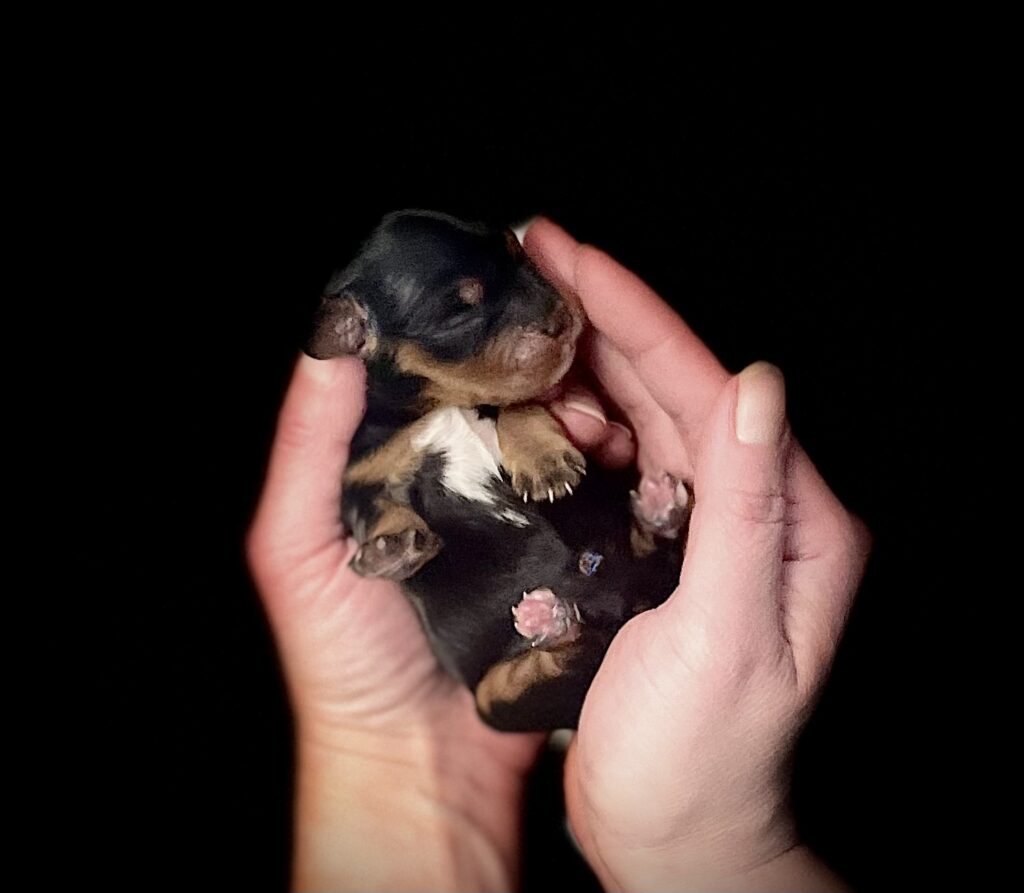 Available Puppies/Upcoming Litters – Treasured Cavaliers of the Pacific ...