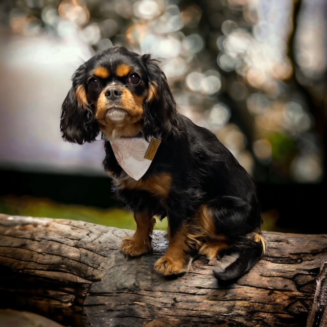 Breed Education and Facts – Treasured Cavaliers of the Pacific Northwest